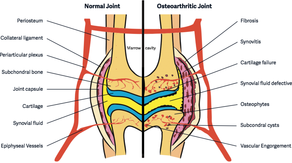 Cartrophen Vet - Healthy joints, happy pets