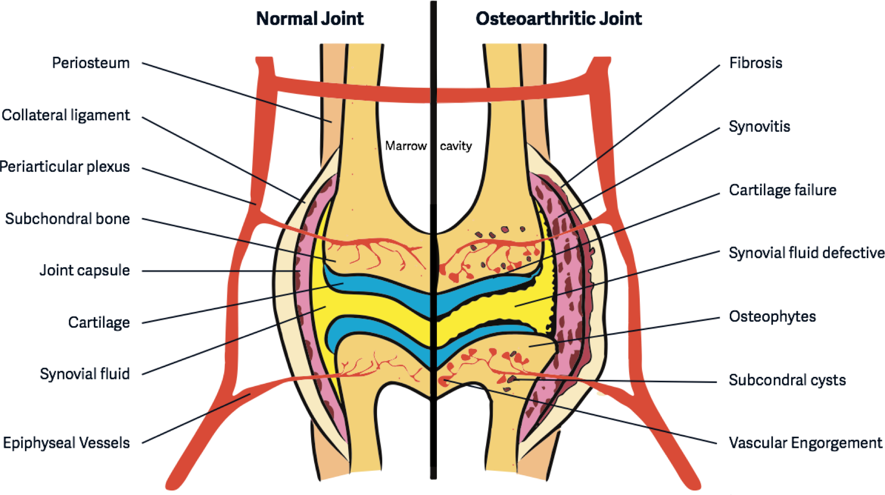 Cartrophen Vet - Healthy joints, happy pets