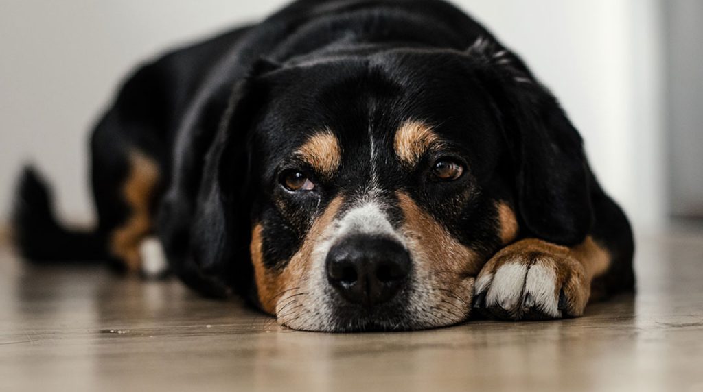 Cartrophen Vet - Healthy joints, happy pets