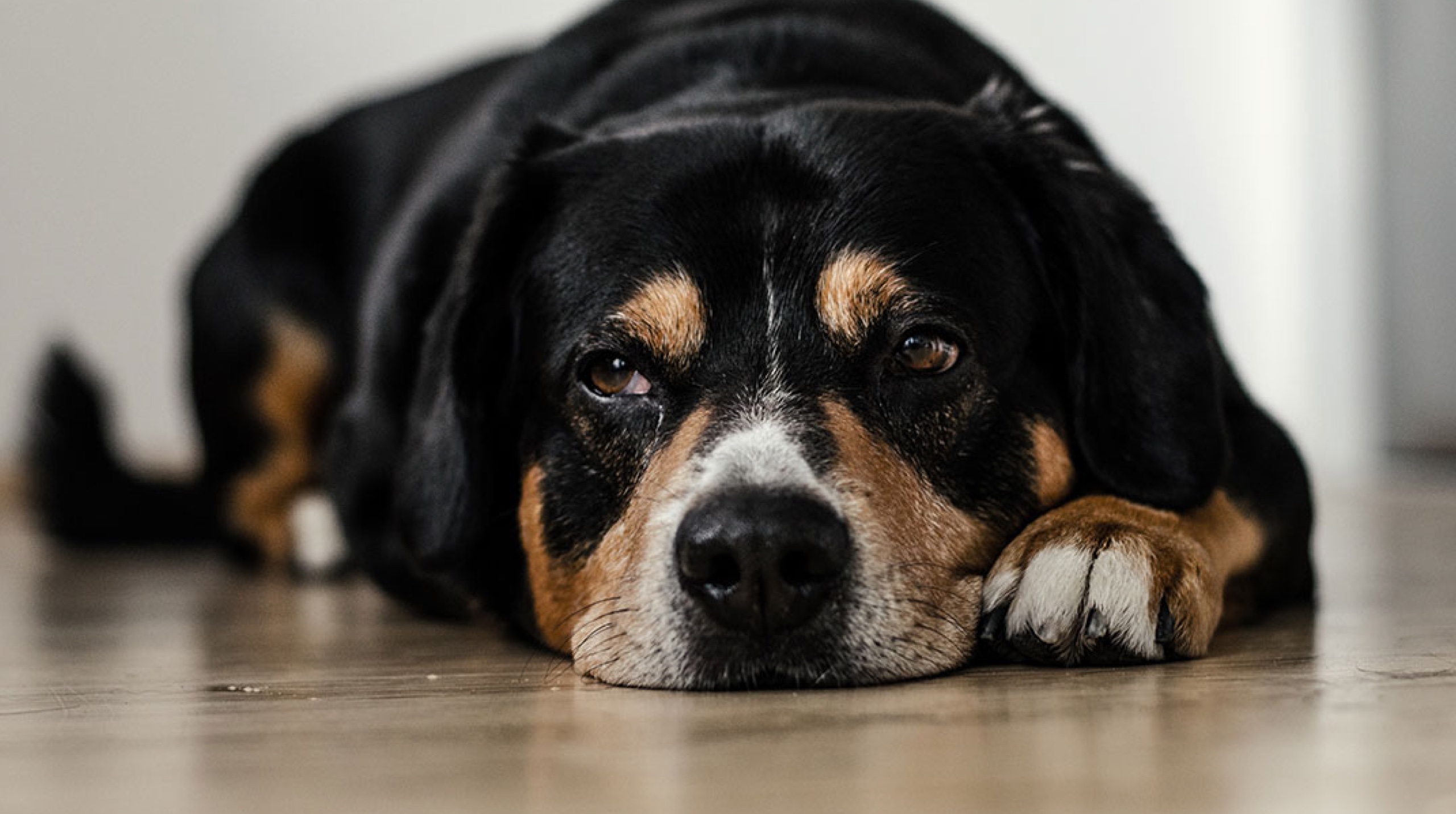 Cartrophen Vet - Healthy joints, happy pets