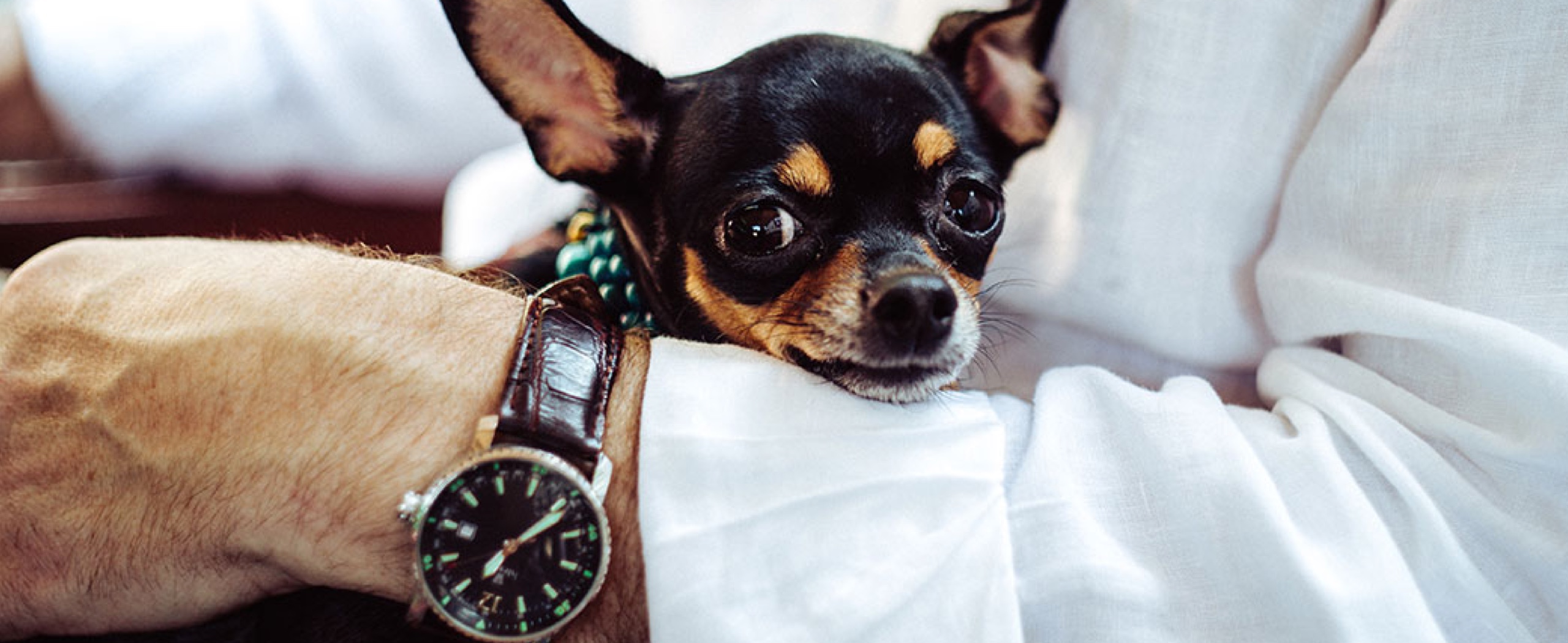 Cartrophen Vet - Healthy joints, happy pets