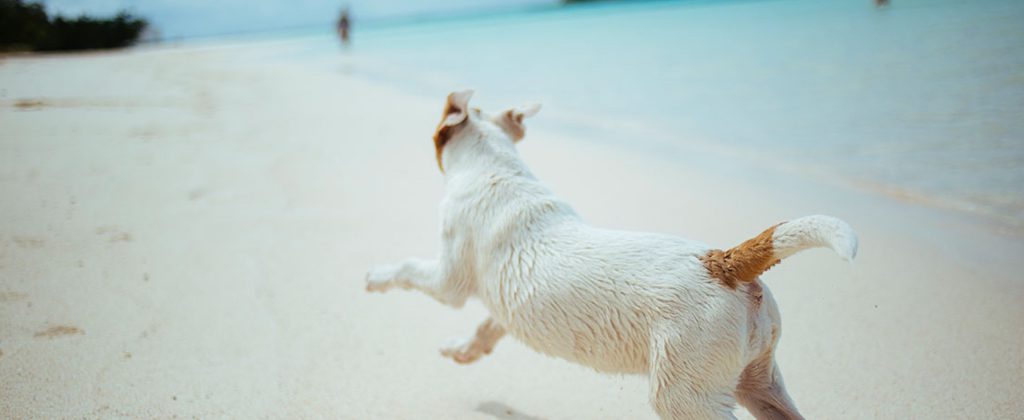 Cartrophen Vet - Healthy joints, happy pets