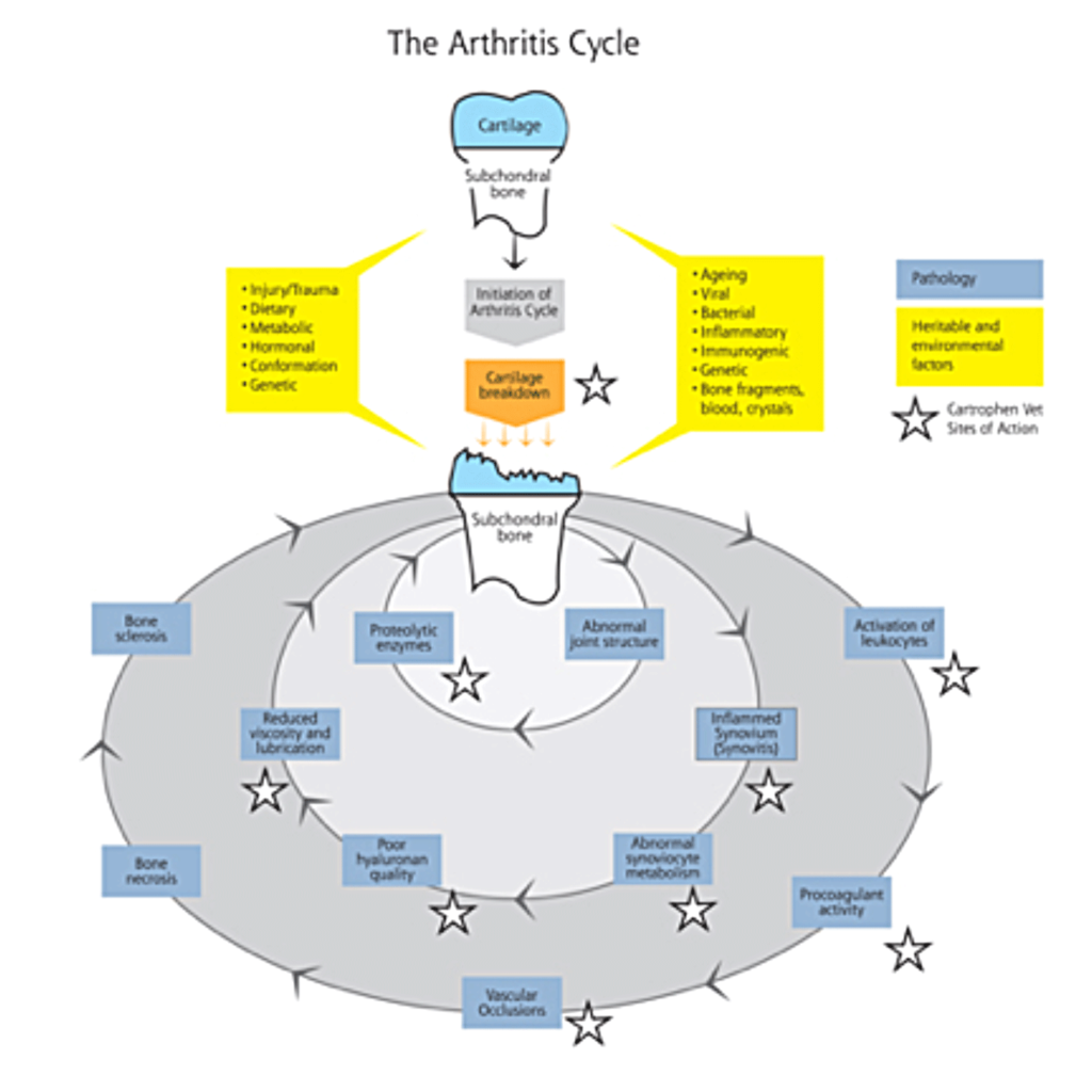Cartrophen Vet - Healthy joints, happy pets