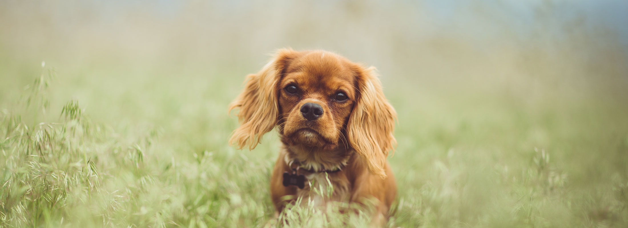 Cartrophen Vet - Healthy joints, happy pets